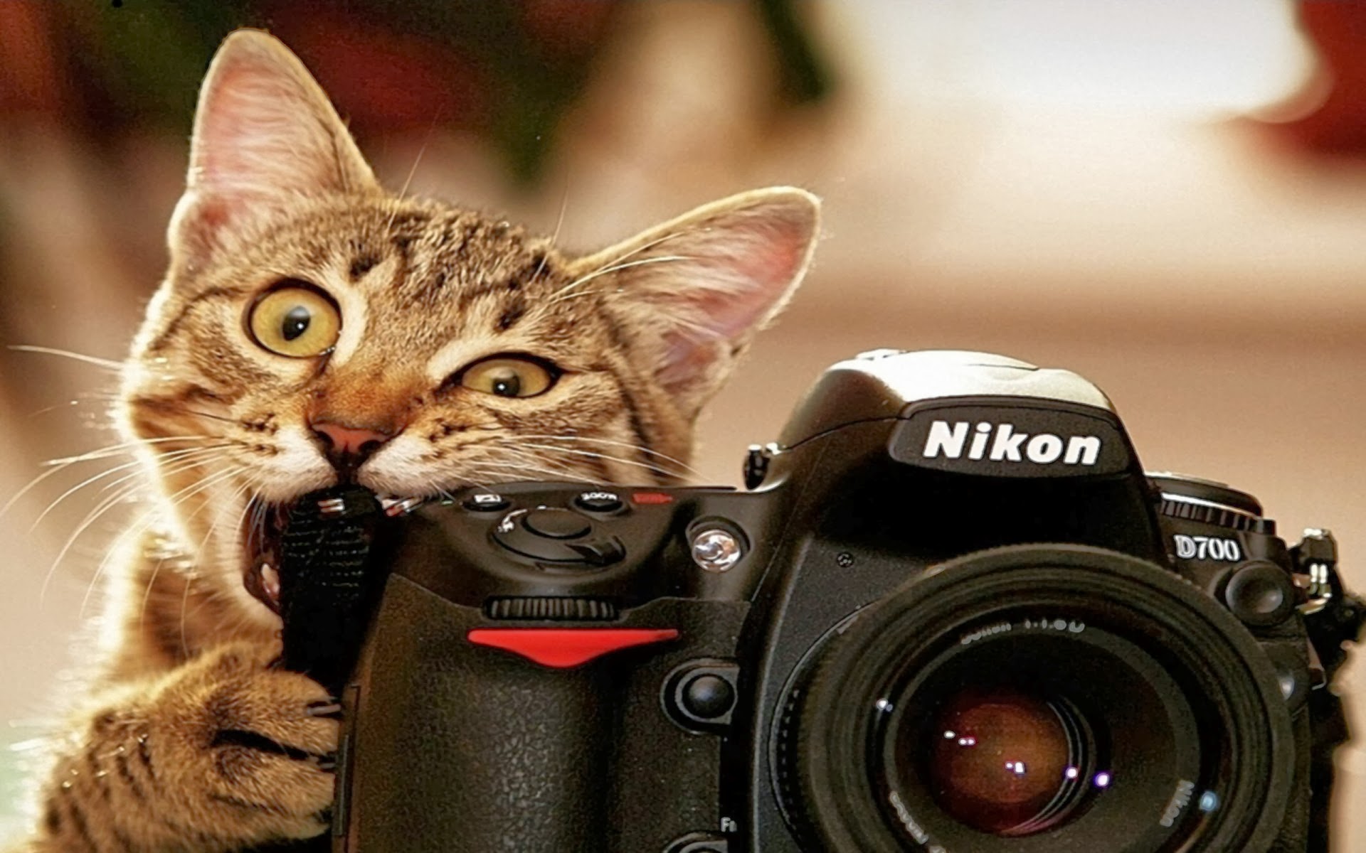 funny-cat-anima-biting-camera-nikon-hd-wallpaper-1920x1200 - Shahi ...